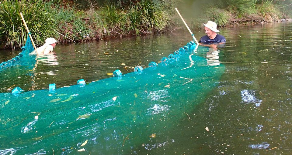 Successful sampling of rainbowfish ecotypes - Molecular Ecology Lab at ...