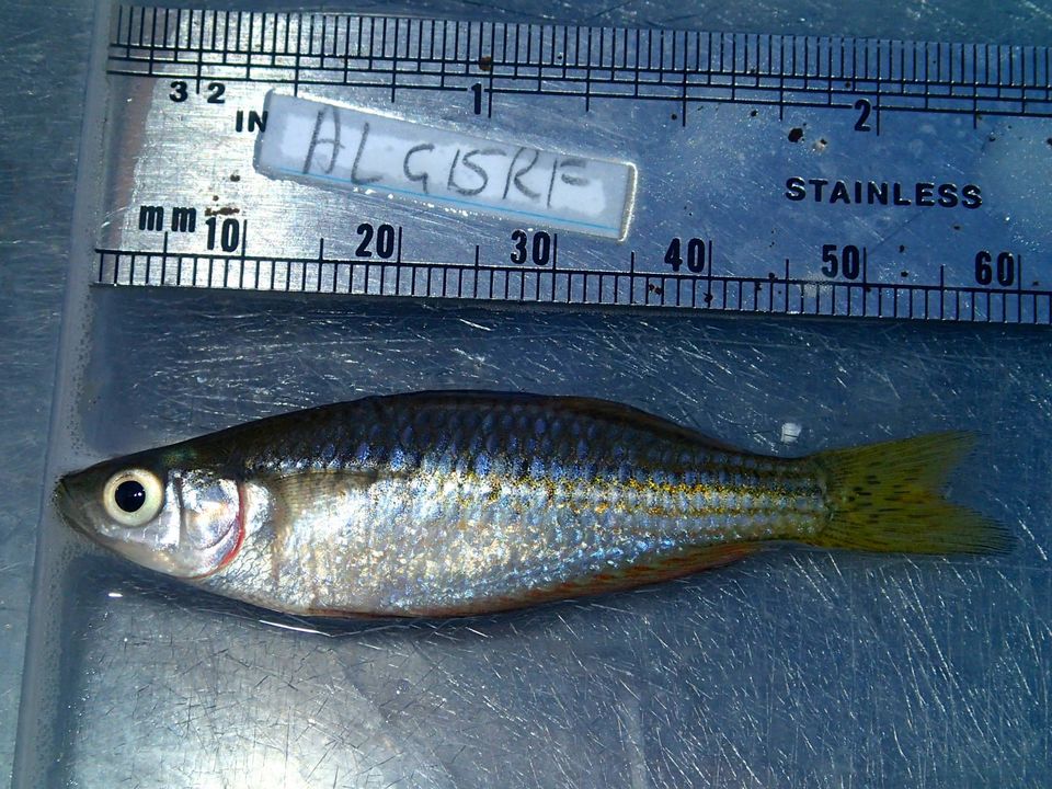 Successful sampling of rainbowfish ecotypes - Molecular Ecology Lab at ...